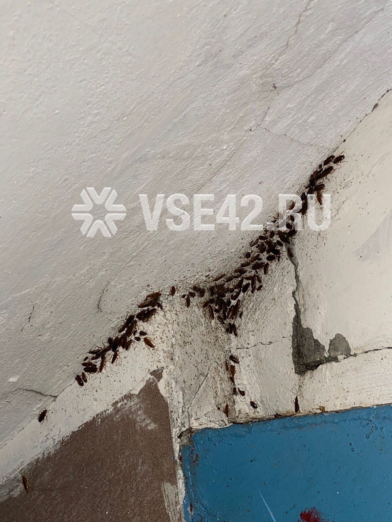 "Насчитала 118": тараканы заполонили девятиэтажку в Новокузнецке / VSE42.RU - информационный ...