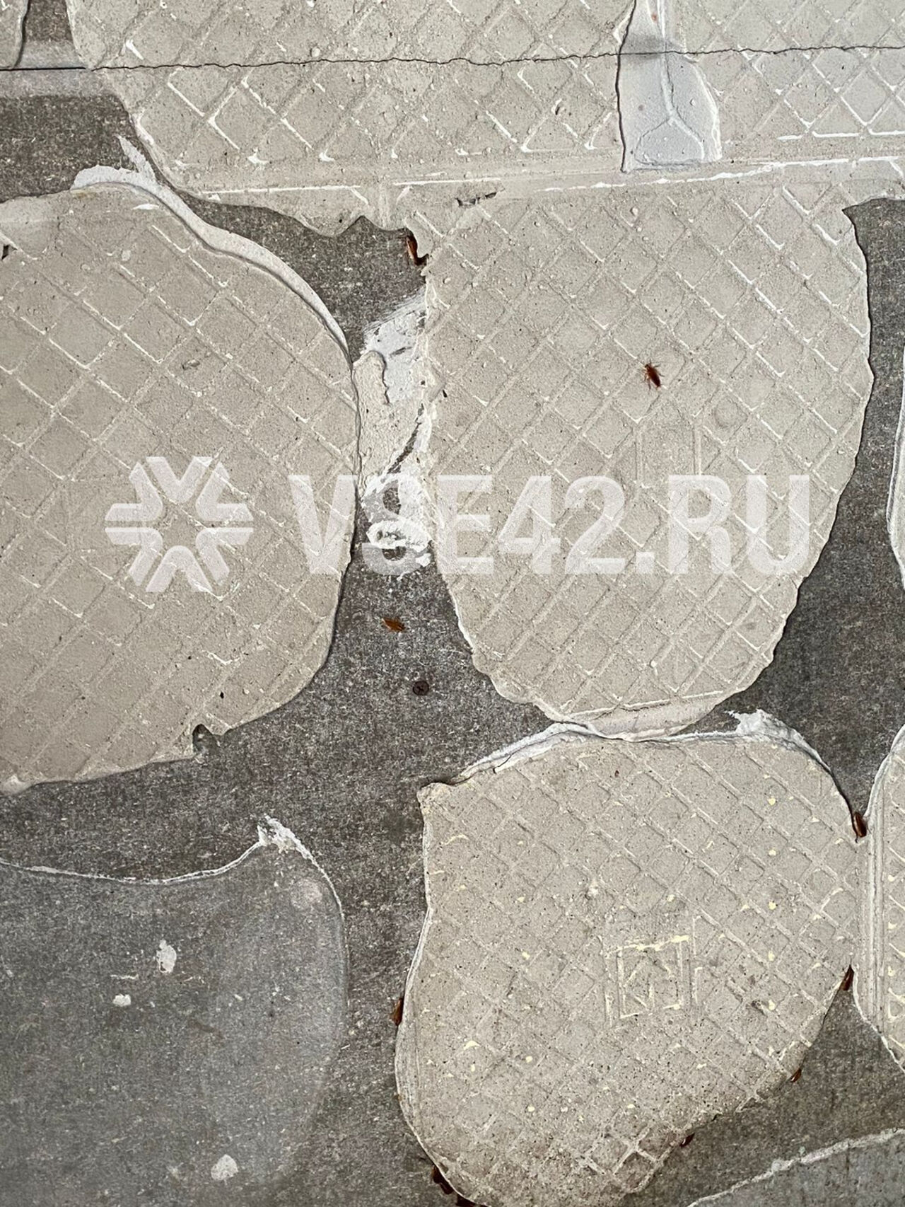 "Насчитала 118": тараканы заполонили девятиэтажку в Новокузнецке / VSE42.RU - информационный ...