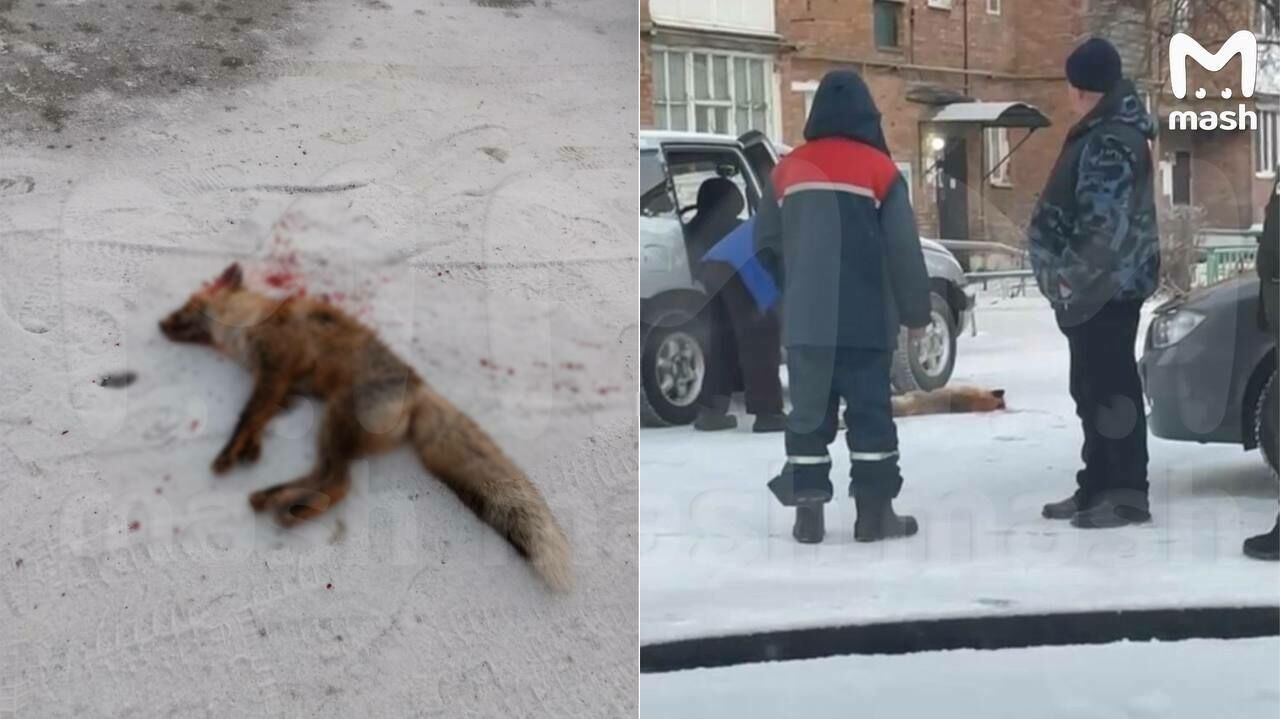 Бешеная лиса яростно напала на девушку в Омской области / VSE42.RU - информационный сайт Кузбасса.